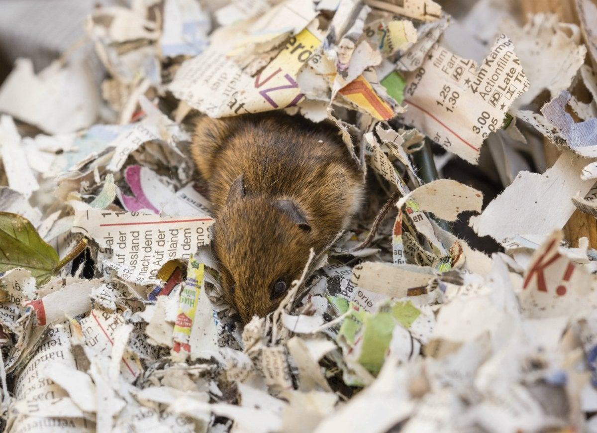 PONTIC MOUSE